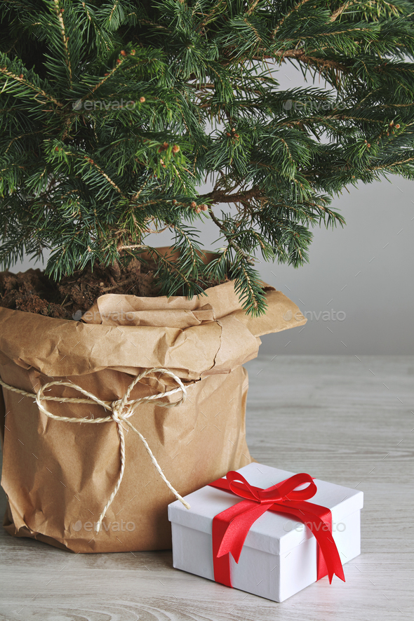 Pretty Christmas tree with a present Stock Photo by bublikhaus | PhotoDune