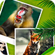 Animals World Slideshow, After Effects Project Files | VideoHive