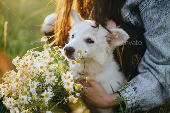 Cute white puppy with daisy flowers in warm sunset light in summer ...