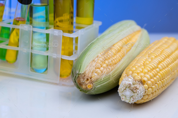 Ethanol biofuel derived from corn maze with beaker test tubes in ...