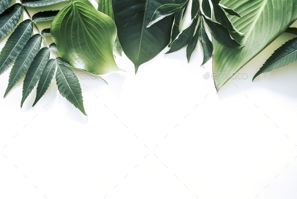 Tropical leaves on a white background Stock Photo by puhimec | PhotoDune