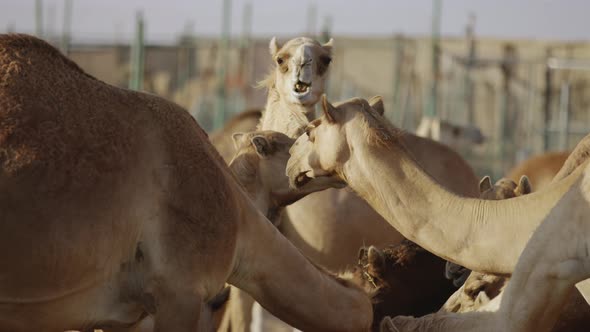 Camels eating and chewing, Stock Footage | VideoHive