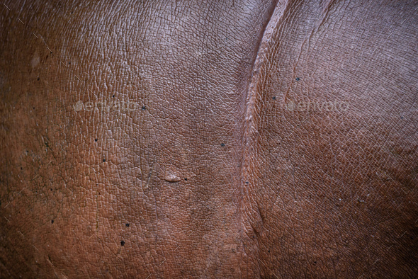Hippo skin texture background, Hippopotamus Stock Photo by ckstockphoto