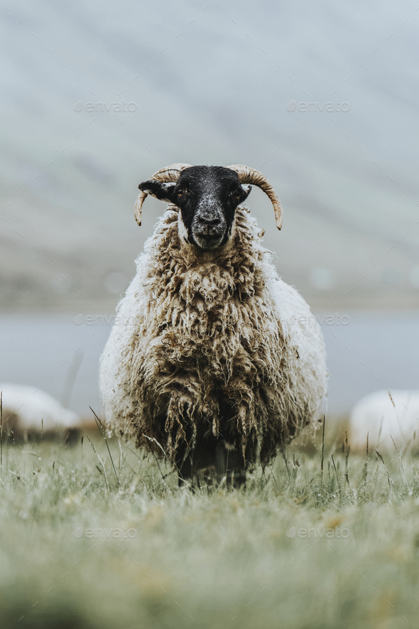 Sheep in Scotland Stock Photo by Rawpixel | PhotoDune