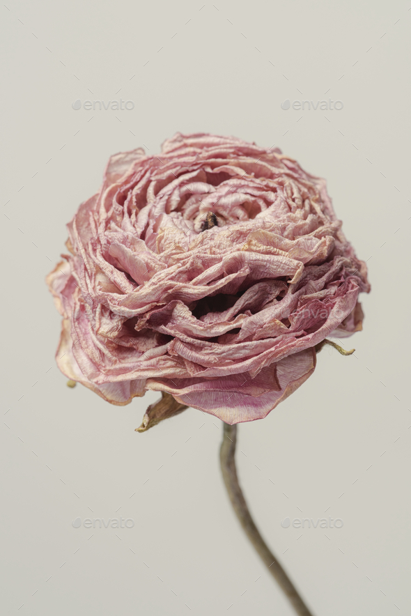 Dried pink buttercup flower on a gray background Stock Photo by Rawpixel