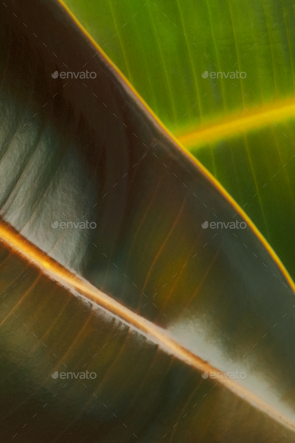 Closeup of a rubber plant leaf background Stock Photo by Rawpixel ...