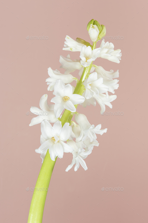 White Hyacinth