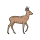Animal with Capreolus Isolated in Full Growth, Vectors | GraphicRiver