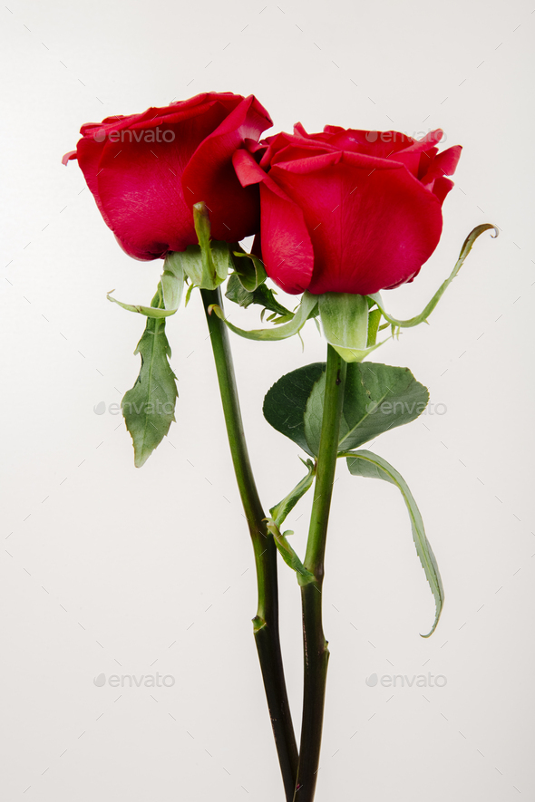 side view of red color roses isolated on white background Stock Photo ...