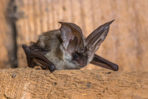 Grey long eared bat Stock Photo by CreativeNature_nl | PhotoDune