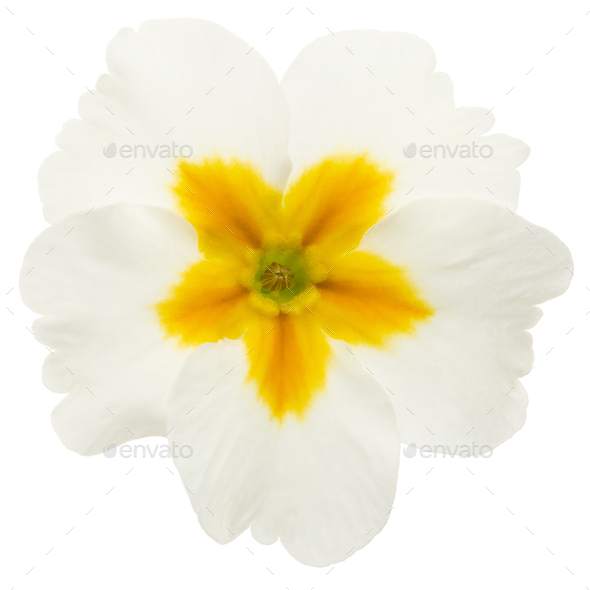 Flower of primrose, isolated on white background Stock Photo by ...