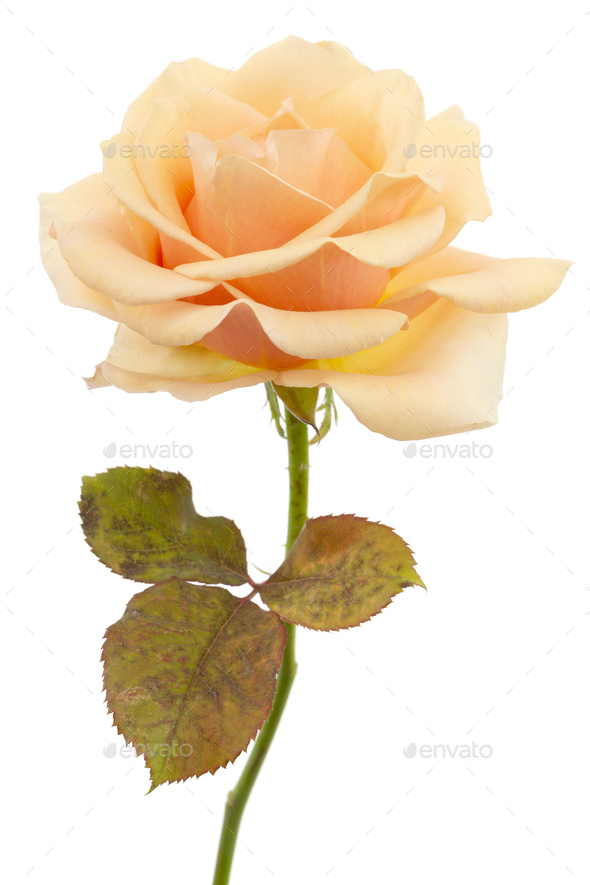 Flower of cream rose, isolated on white background Stock Photo by ...