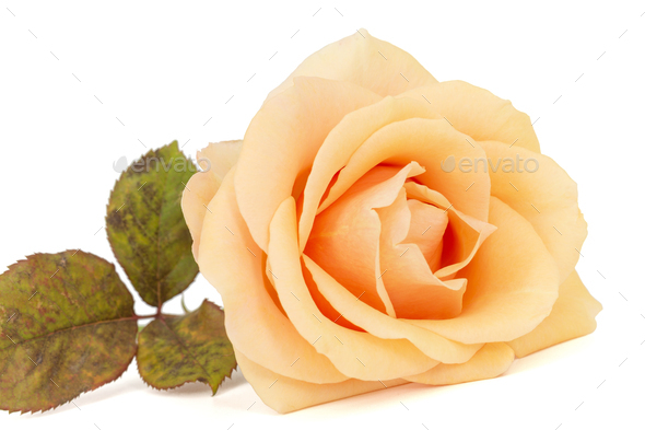 Flower of cream rose, isolated on white background Stock Photo by ...