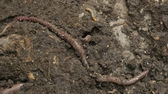Long earth worm Lumbricus terrestris close-up 4K footage, Stock Footage