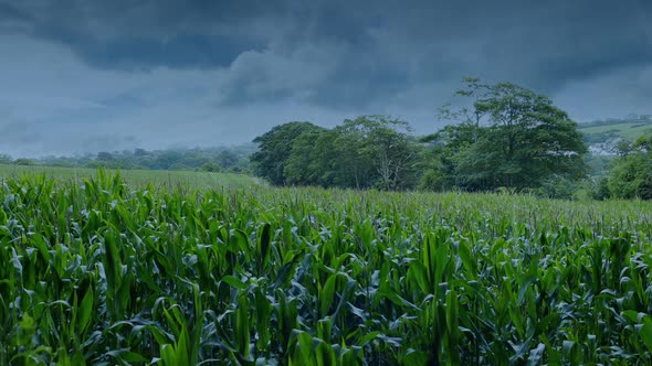 Corn Field Landscape On Rainy Day, Stock Footage | VideoHive
