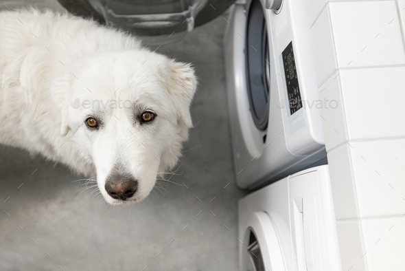 Dog in the laundry room at home Stock Photo by RossHelen | PhotoDune