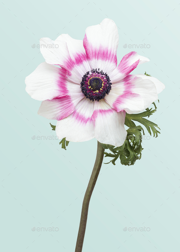 Pink Anemone Plant