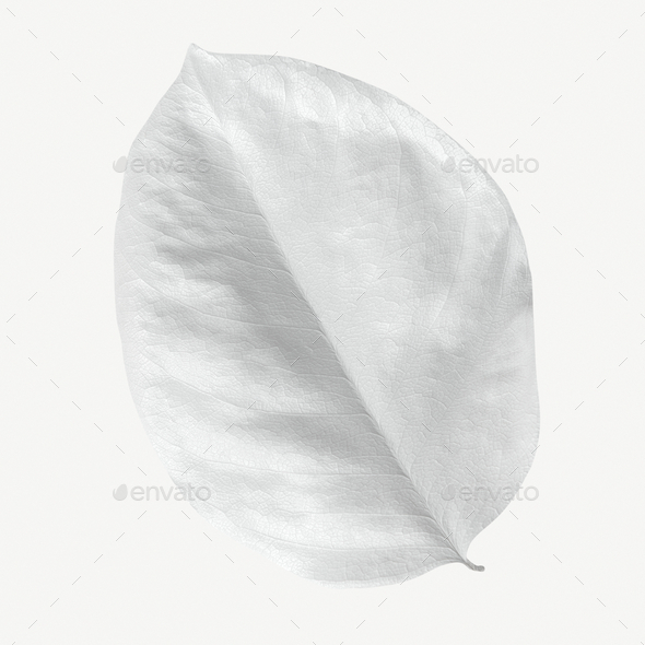 Dry bleached white leaf isolated on background mockup Stock Photo by ...