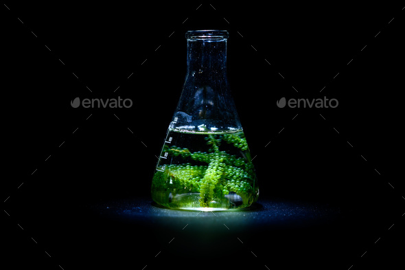 Algae seaweed in science experiments, laboratory research Stock Photo ...