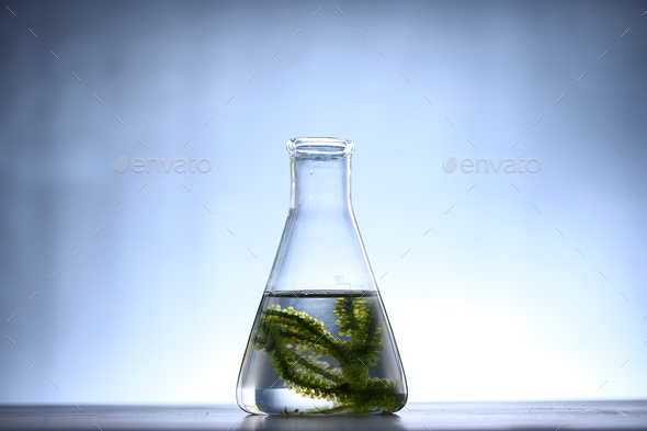 Algae seaweed in science experiments, laboratory research Stock Photo ...
