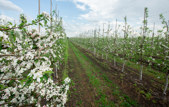 Nature in spring and flowering branches of fruit tree, smart farm ...
