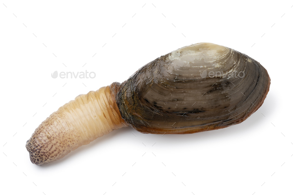 Single fresh raw alive soft shell clam on white background Stock Photo ...