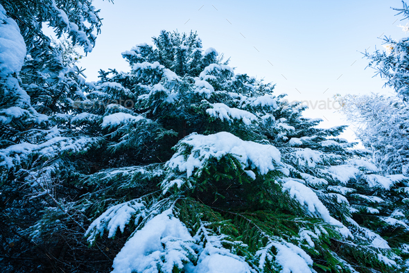 Green and fluffy branches of Christmas trees covered with white fluffy snow in a spruce forest ...