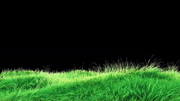 Waving Grass in The Strong Wind Loop, Motion Graphics | VideoHive