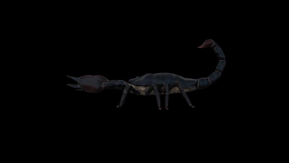 Black Scorpion Walk, Motion Graphics | VideoHive