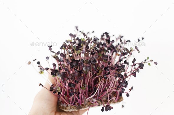 Red Radish Sprouts