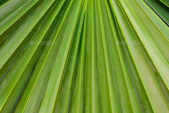 Green plam leaf texture Stock Photo by molenira | PhotoDune