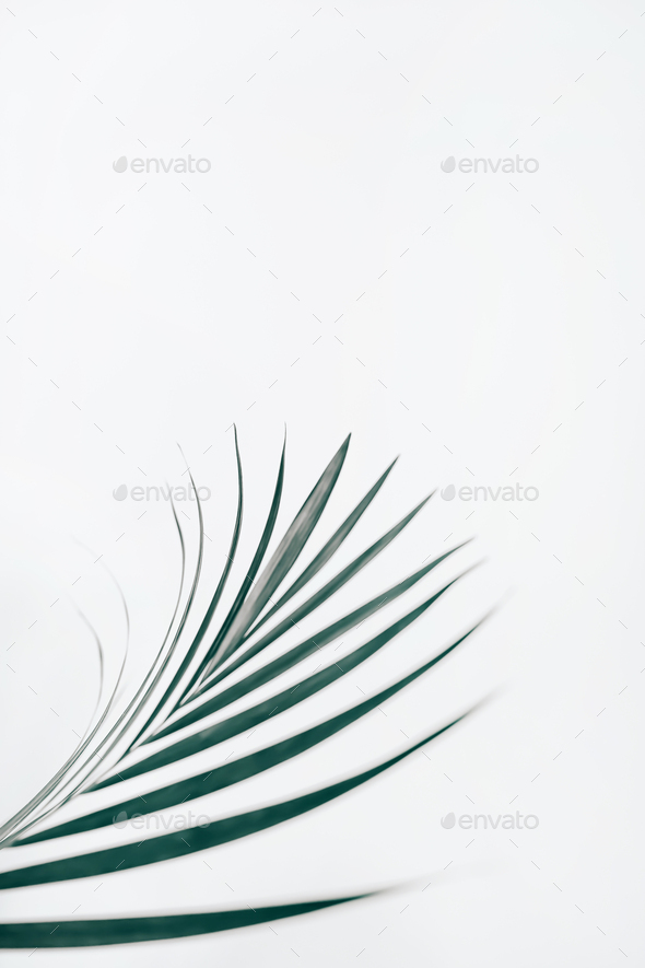 Minimal natural background with green houseplant Stock Photo by nzooo