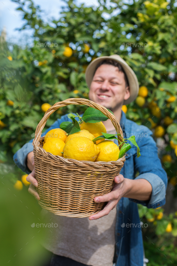 Smiling young man farmer harvesting, picking lemons in the orchard ...