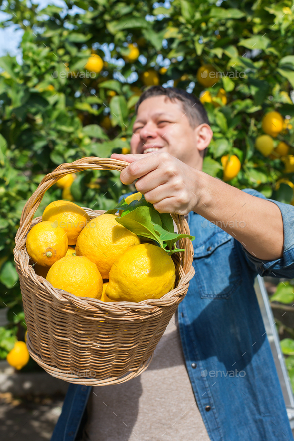 Smiling young man farmer harvesting, picking lemons in the orchard ...