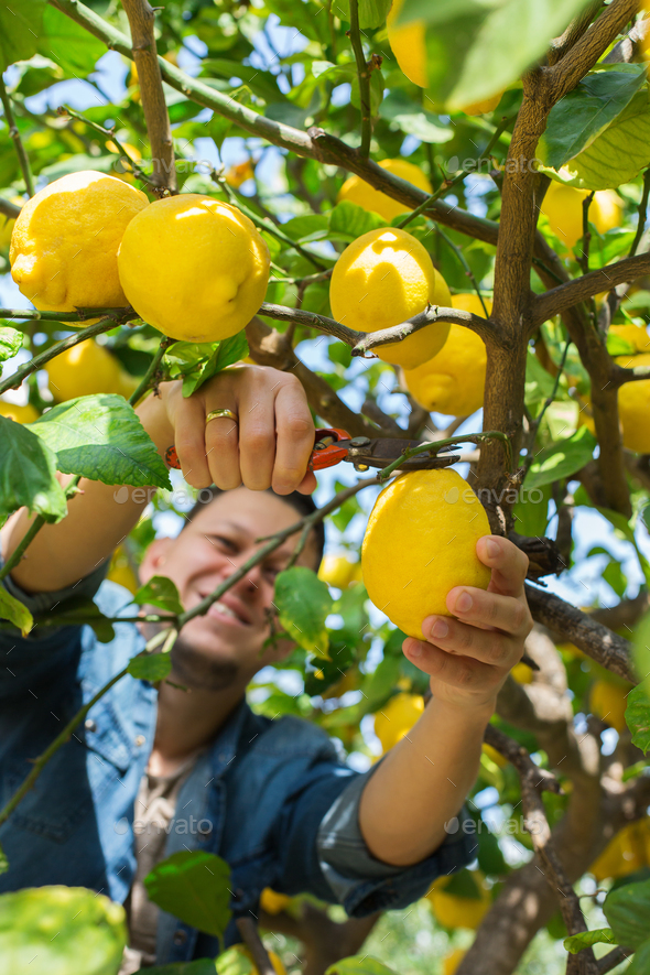 Smiling young man farmer harvesting, picking lemons in the orchard ...