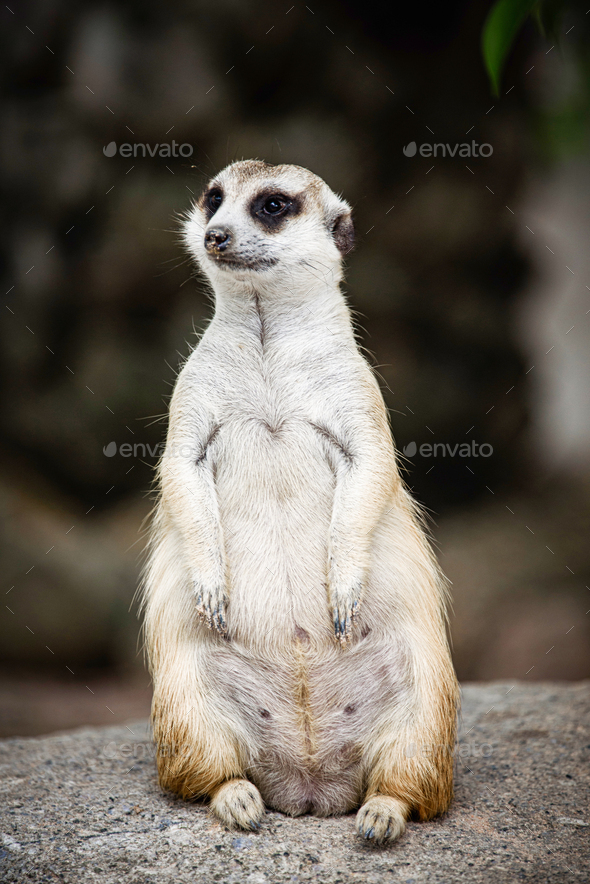 meerkat watching, Group of watching surricatas outdoor Stock Photo by ...