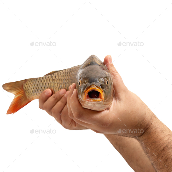 Male hands are holding raw fish isolated on white background Stock ...
