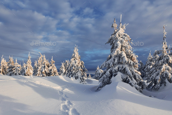 Cloudy sky. Magical winter landscape with snow covered trees at daytime ...