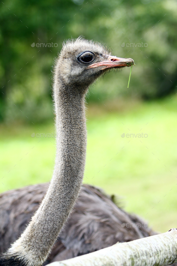 Beautiful ostrich Stock Photo by Microstock_Growth | PhotoDune