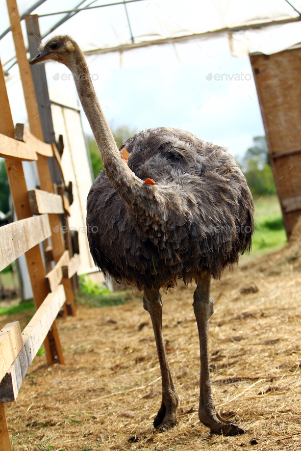 Beautiful ostrich Stock Photo by Microstock_Growth | PhotoDune
