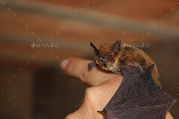 Small bat on human hand Stock Photo by CorinaDanielaObertas | PhotoDune