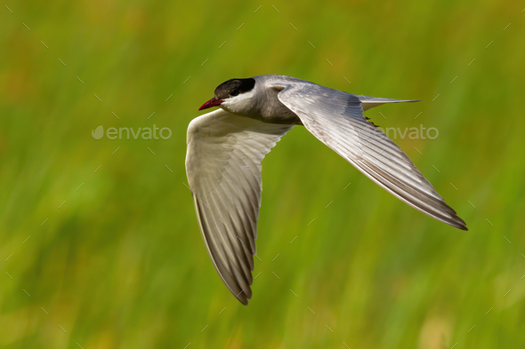 Common tern flying fast in green nature in summer Stock Photo by ...