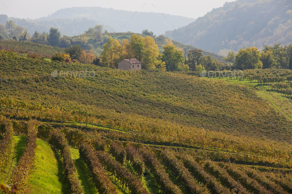 Countryside and Prosecco vineyards, near the village of Rolle in the ...