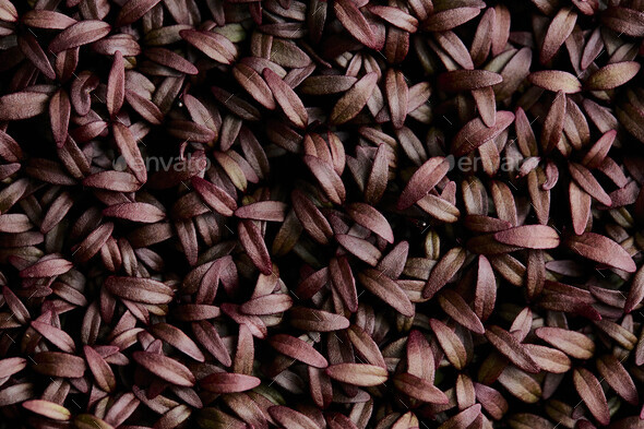 Close up of tightly packed Amaranth Aztec microgreen seedlings shot ...