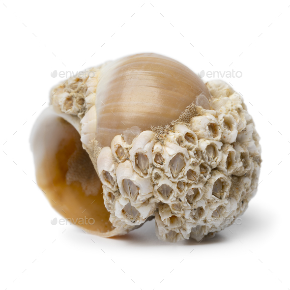 Single large necklace shell with acorn barnacles close up isolated on ...