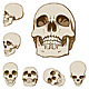 Six Skulls Set, Vectors | GraphicRiver