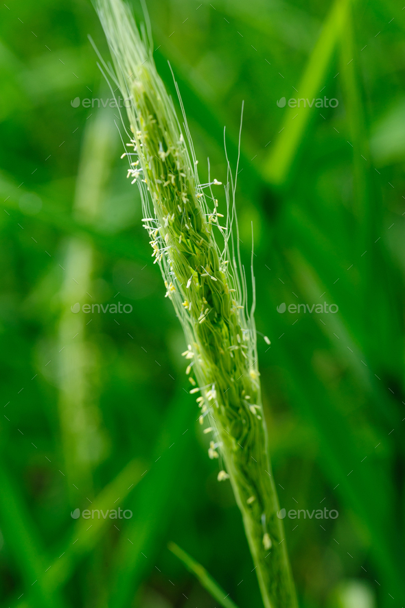 Flowering rice plant growing in the field Stock Photo by lzf | PhotoDune