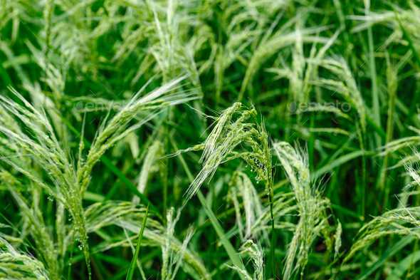 Flowering rice plant growing in the field Stock Photo by lzf | PhotoDune