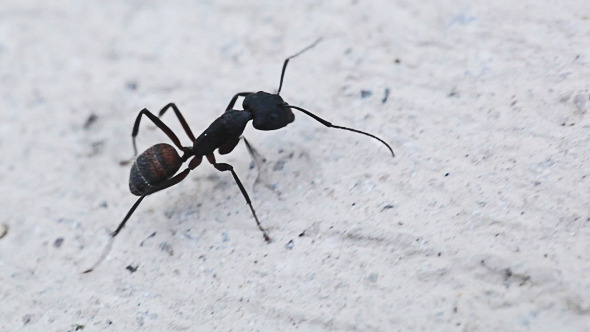 Ants Communicating While Fighting 2, Stock Footage | VideoHive