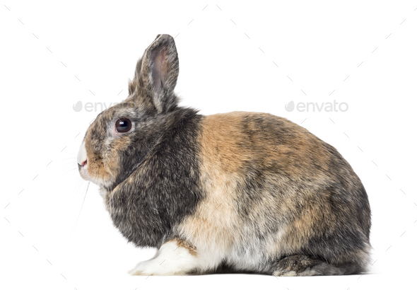 Side view of a domestic rabbit, isolated on white Stock Photo by ...